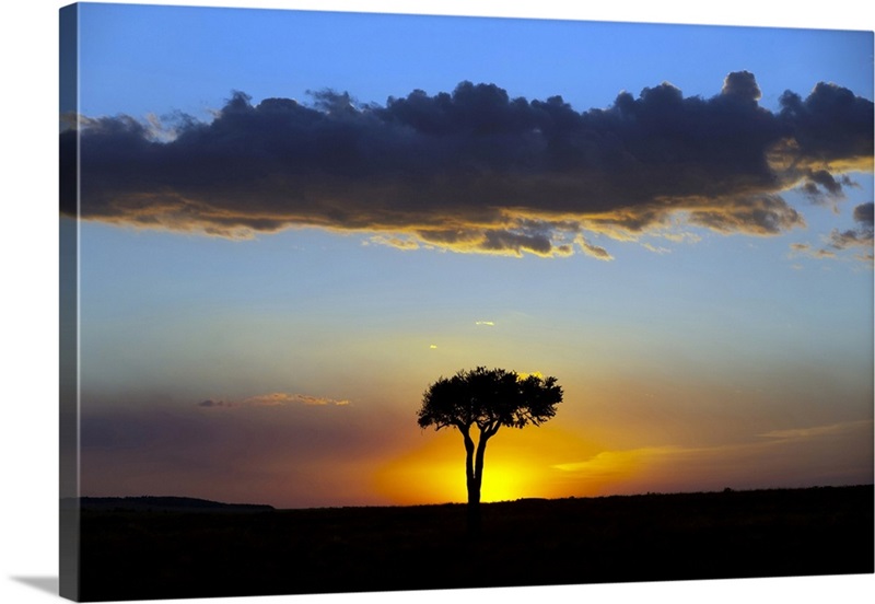 African Tree At Sunset, Masai Mara National Reserve, Kenya | Great Big ...