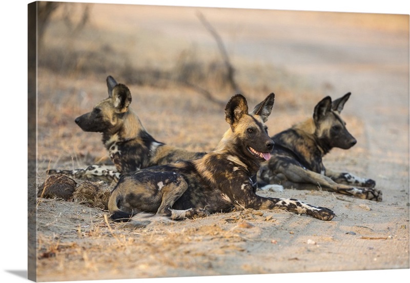 African wild dogat rest, Kruger National Park, South Africa | Great Big ...