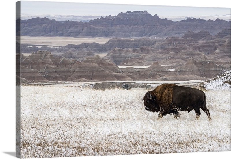 American Bisonwalking In The Snow, Badlands National Park, South Dakota ...