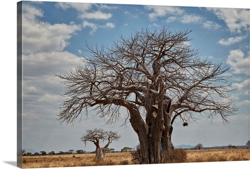 Baobab tree, Ruaha National Park, Tanzania | Great Big Canvas