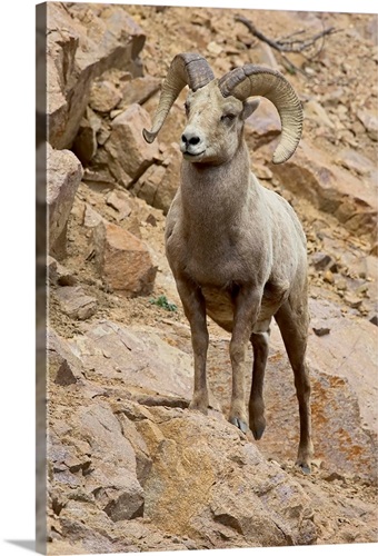 Bighorn sheep ram on rocky slope, Colorado, USA | Great Big Canvas