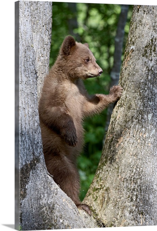Black bear spring cub in captivity, Sandstone, Minnesota, USA | Great ...
