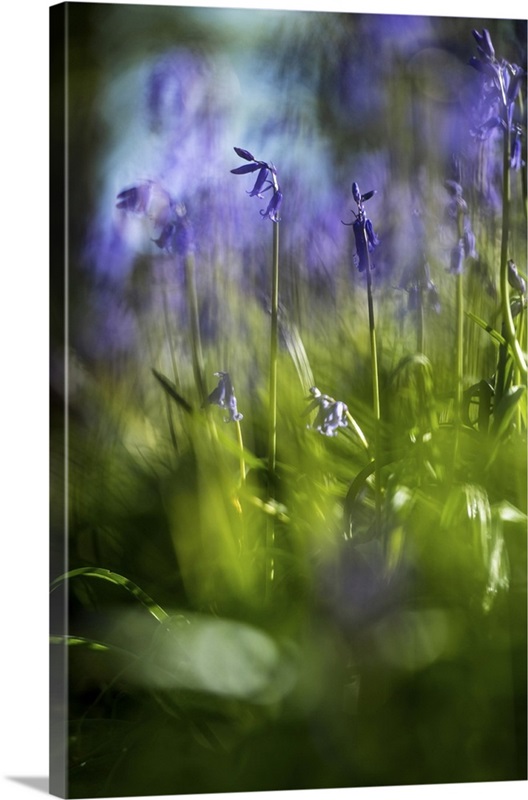 Bluebells In A Bluebell Wood In Oxfordshire, England, UK | Great Big Canvas