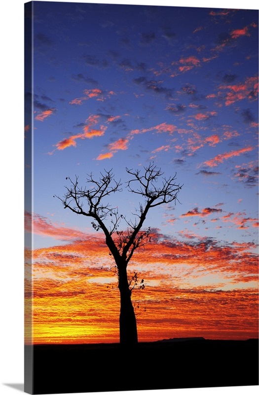 Boab tree at sunrise, Kimberley, Western Australia, Australia, Pacific ...