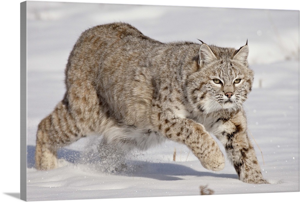 Bobcat in the snow, near Bozeman, Montana Wall Art, Canvas Prints ...