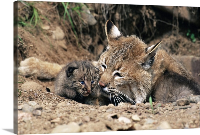 Bobcat mother with 21 day old kittens, Sandstone, Minnesota | Great Big ...