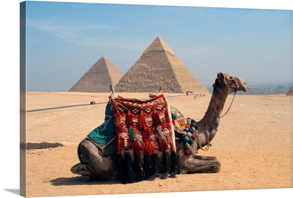 Camel in front of the pyramids at Giza, near Cairo, Egypt, North Africa ...