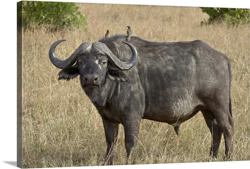 Cape buffalo or African buffalo Masai Mara National Reserve, Kenya ...