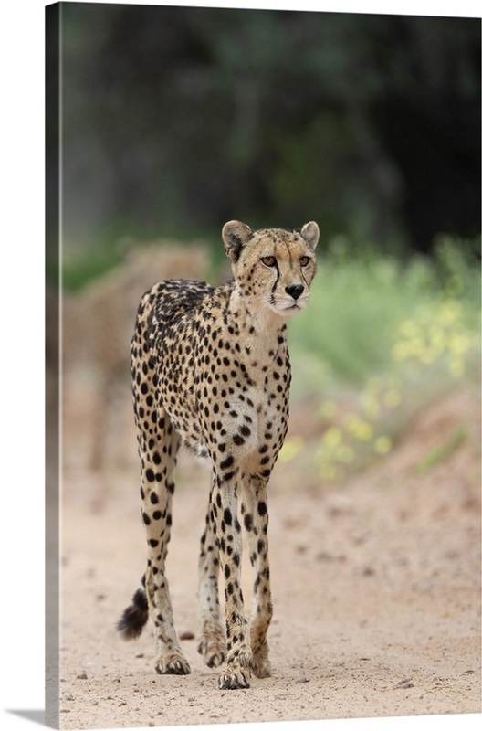 Cheetah Female, Kgalagadi Transfrontier Park, Northern Cape, South ...