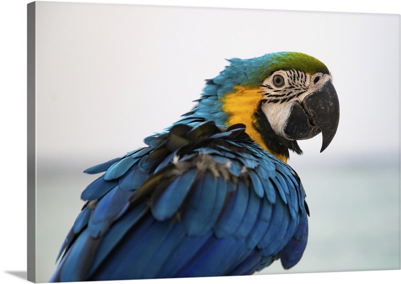 Close-Up Portrait Of A Parrot, Macaw, The Maldives, Indian Ocean ...