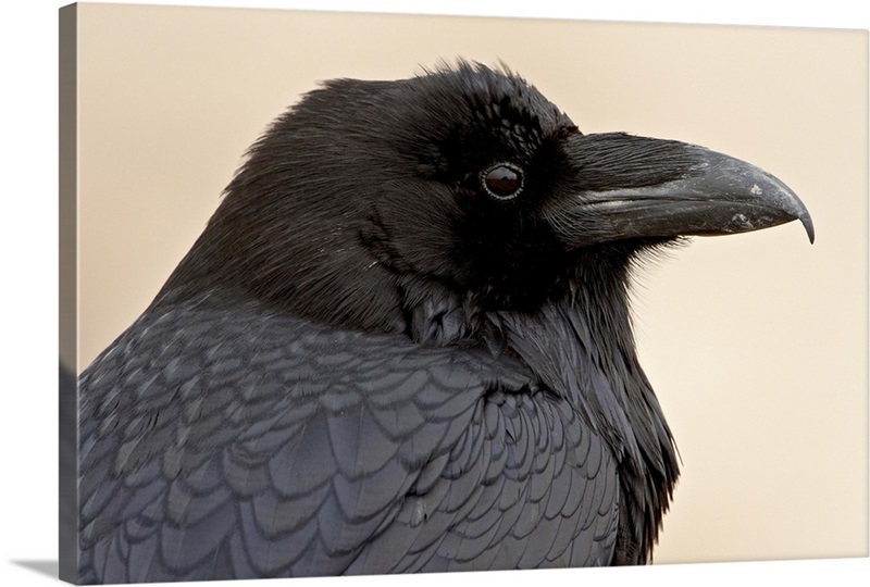 Common raven, Petrified Forest National Park, Arizona | Great Big Canvas