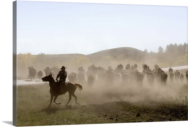 Cowboy pushing herd at Bison Roundup, Custer State Park, Black Hills ...