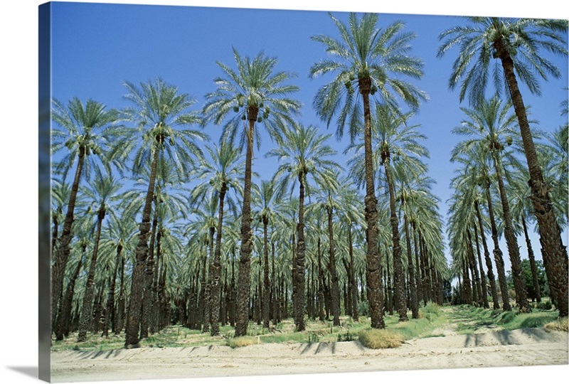 Date palm orchards near Indio, California, United States of America ...