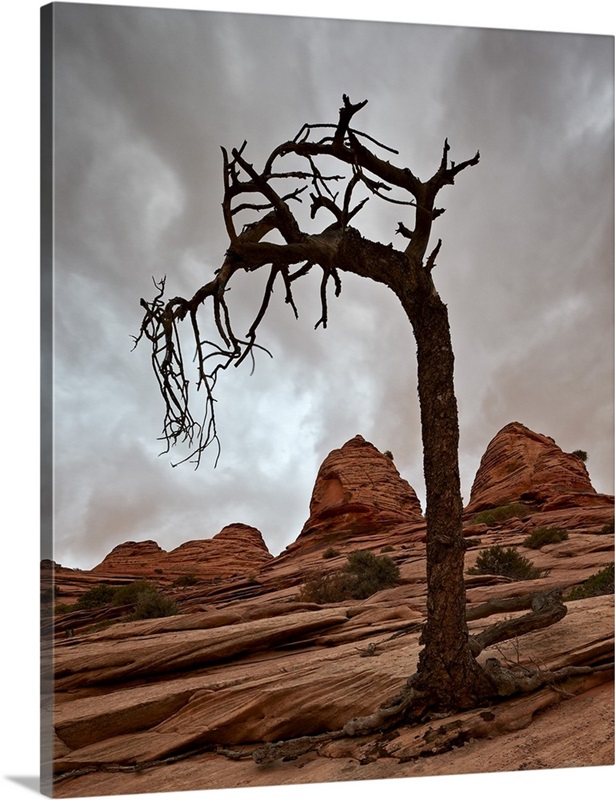 Dead Evergreen Tree And Sandstone Mounds, Zion National Park, Utah ...