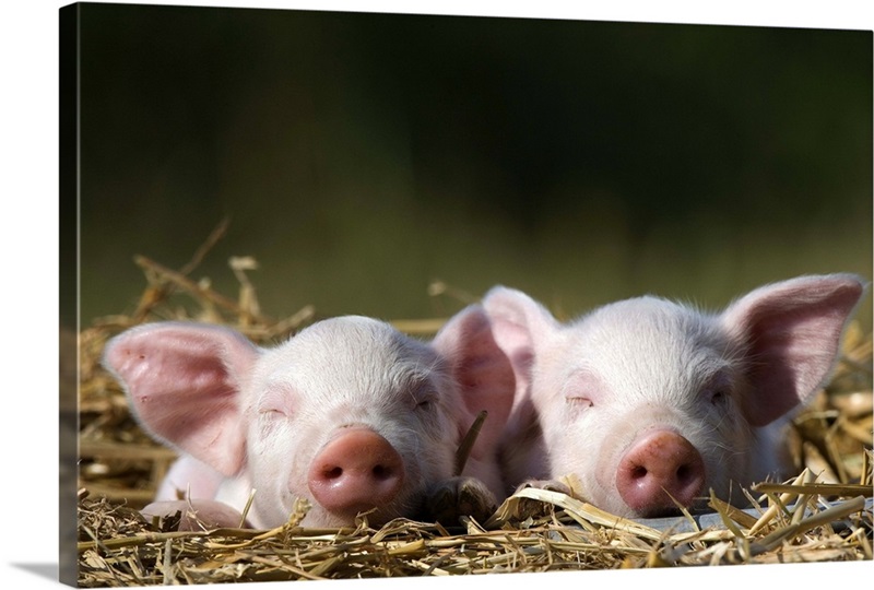 Domestic Pig, Huellhorst, Germany | Great Big Canvas