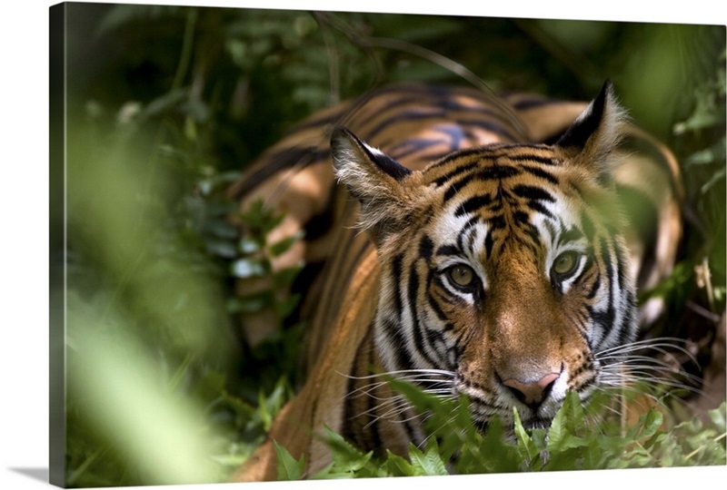 Female Indian Tiger, Bandhavgarh National Park, Madhya Pradesh state ...