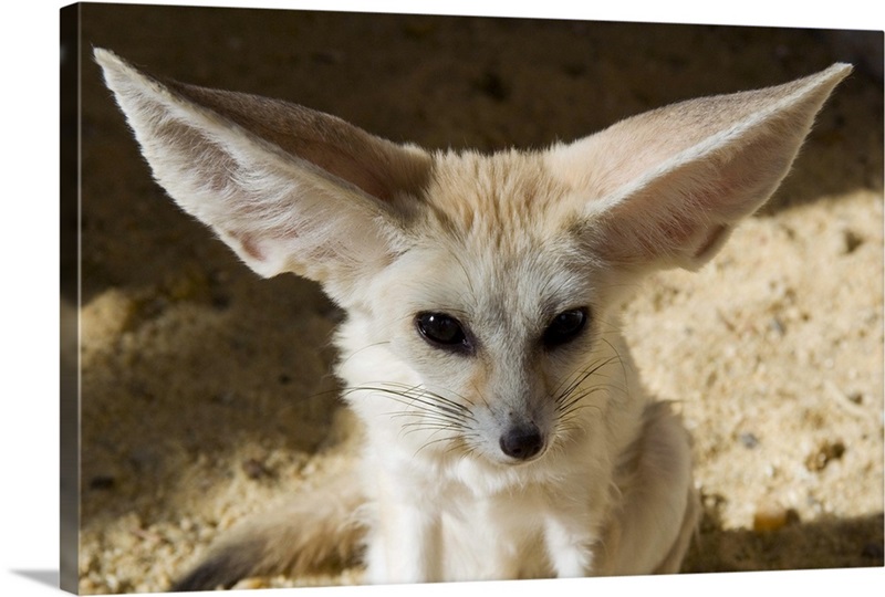 Fennec | Great Big Canvas