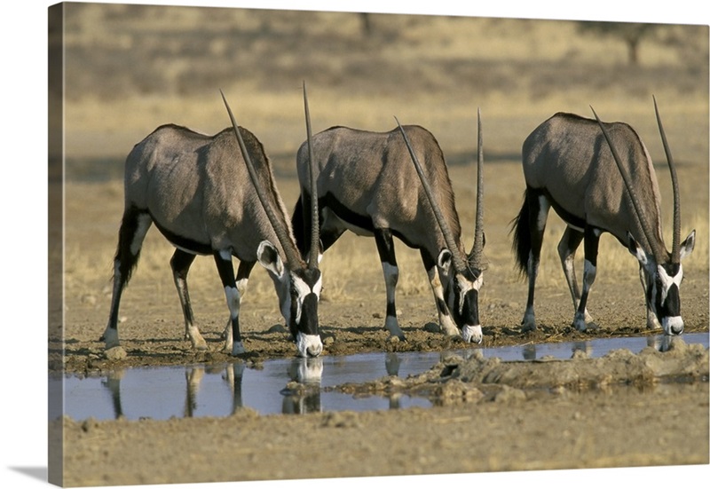 Gemsbok drinking at waterhole, Kalahari Gemsbok Park, South Africa ...