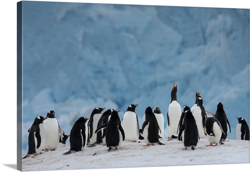 Gentoo Penguin Colony In Front Of A Recently Collapsed Glacier ...