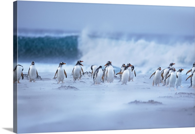 Gentoo Penguins Walking On The Beach, Sea Lion Island, Falkland Islands ...