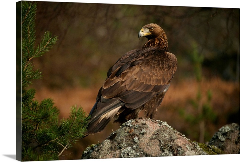 Golden eagle, Highlands, Scotland, United Kingdom, Europe | Great Big ...