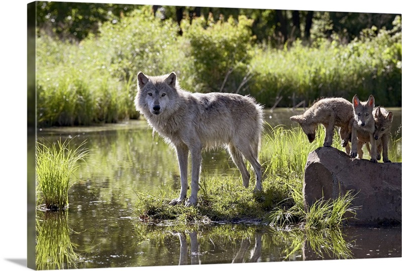 Gray wolf in captivity, Sandstone, Minnesota | Great Big Canvas