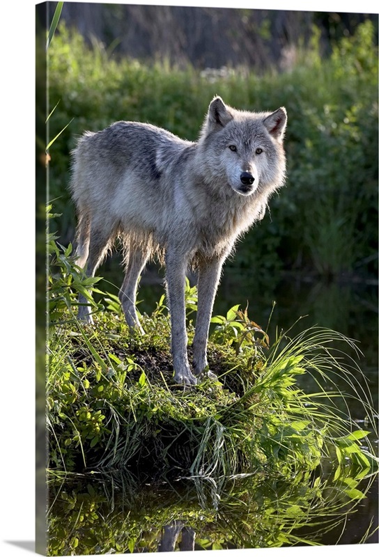 Gray wolf in captivity, Sandstone, Minnesota, USA | Great Big Canvas