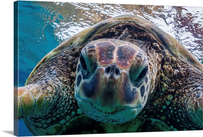 Green sea turtle underwater, Maui, Hawaii, USA | Great Big Canvas