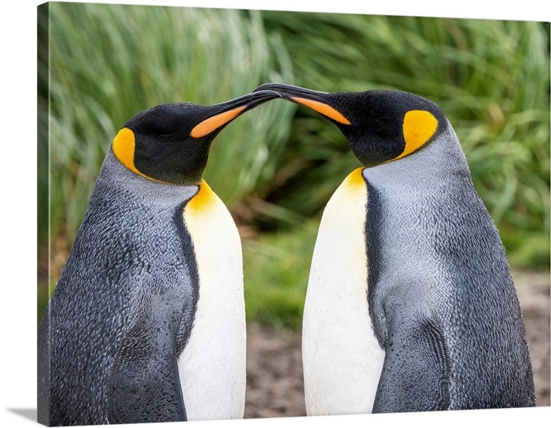 King Penguins Preening Themselves At Salisbury Plain, South Georgia ...