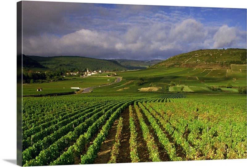 Landscape of vineyards and hills near Beaune, Burgundy, France, Europe ...