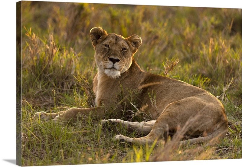 Lioness In Savanna, Masai Mara National Park, Kenya | Great Big Canvas