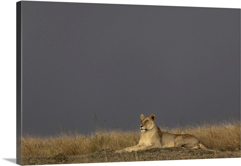Lioness, Masai Mara, Kenya, Africa | Great Big Canvas