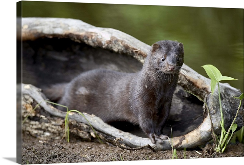 Mink in captivity, Sandstone, Minnesota | Great Big Canvas