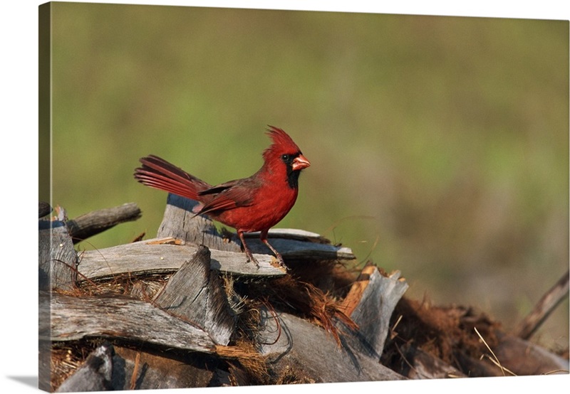 Northern cardinal, South Florida, USA | Great Big Canvas