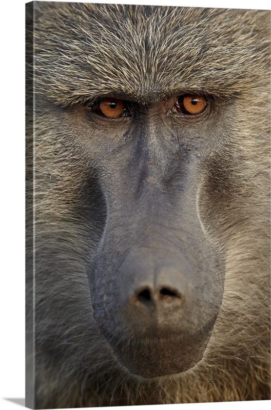 Olive baboon, Serengeti National Park, Tanzania, East Africa | Great ...