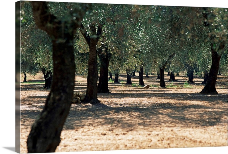 Olive grove, Puglia, Italy | Great Big Canvas