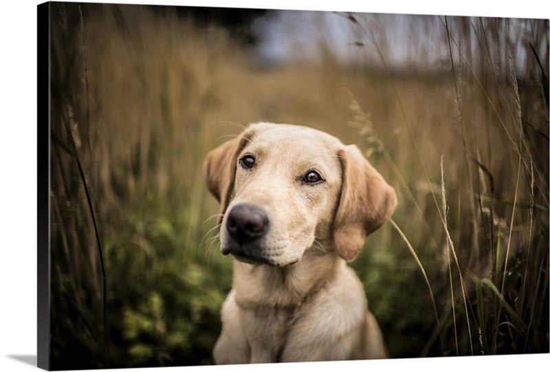 Portrait of a young Golden Labrador sitting in a field, United Kingdom ...