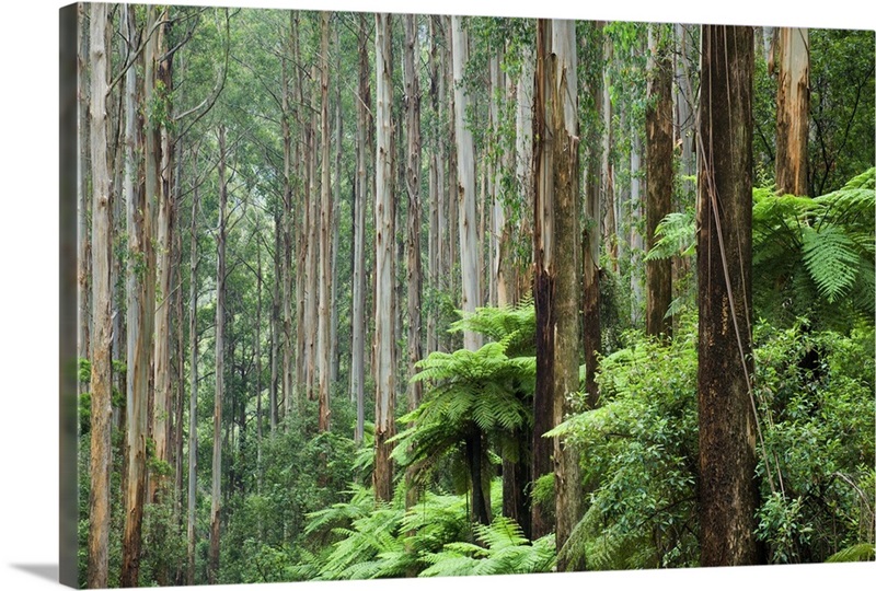 Rainforest, Yarra Ranges National Park, Victoria, Australia, Pacific ...