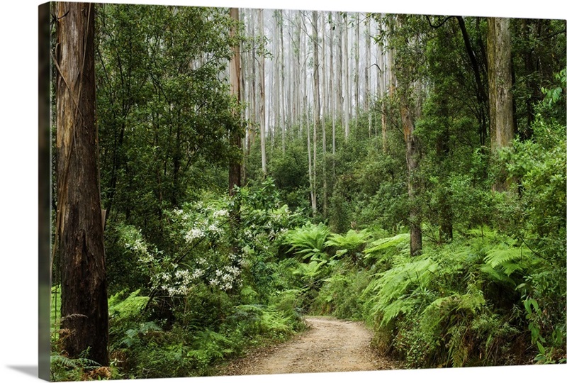 Road through rainforest, Yarra Ranges National Park, Victoria ...