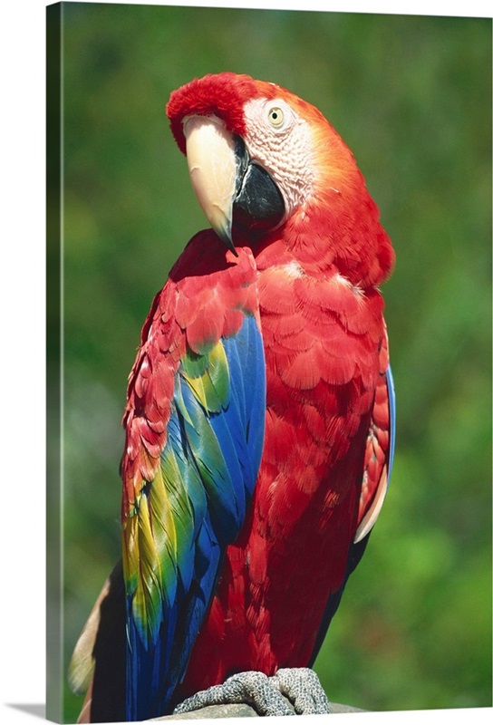 Scarlet Macaw, Seaworld, San Diego, California, United States of ...