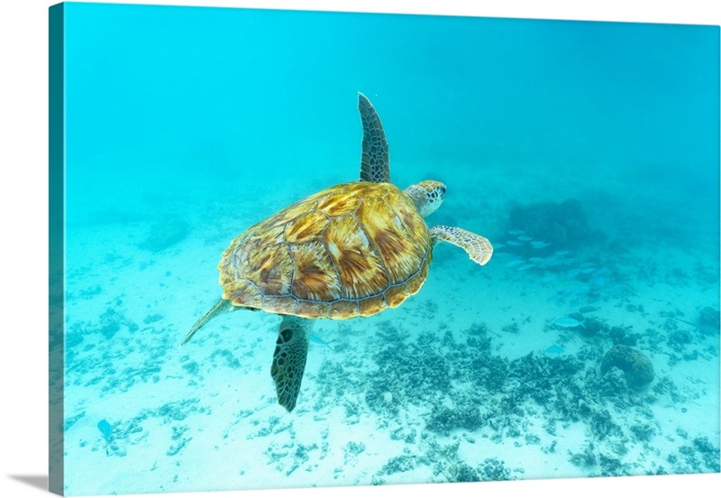 Sea turtle floating underwater over coral reef, Mauritius, Indian Ocean ...