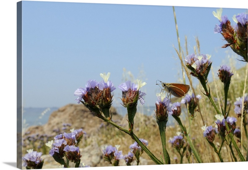 Small skipper feeding from Winged sea lavender flower, Greek Islands ...