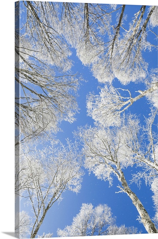 Snow Covered Beech Tree Tops Against Blue Sky, Neuenburg, Switzerland ...