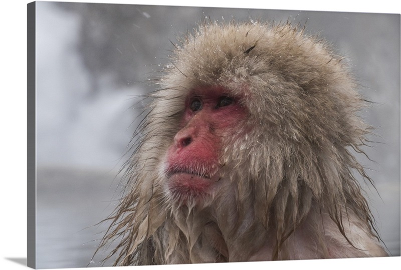 Snow Monkey looking out, Honshu, Japan, Asia | Great Big Canvas