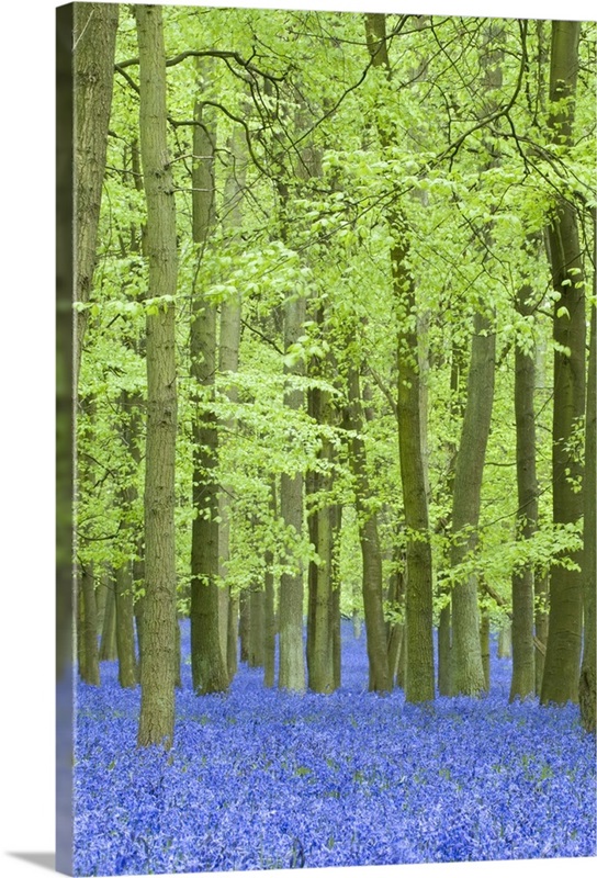 Spring bluebells in beech woodland, Dockey Woods, Buckinghamshire ...