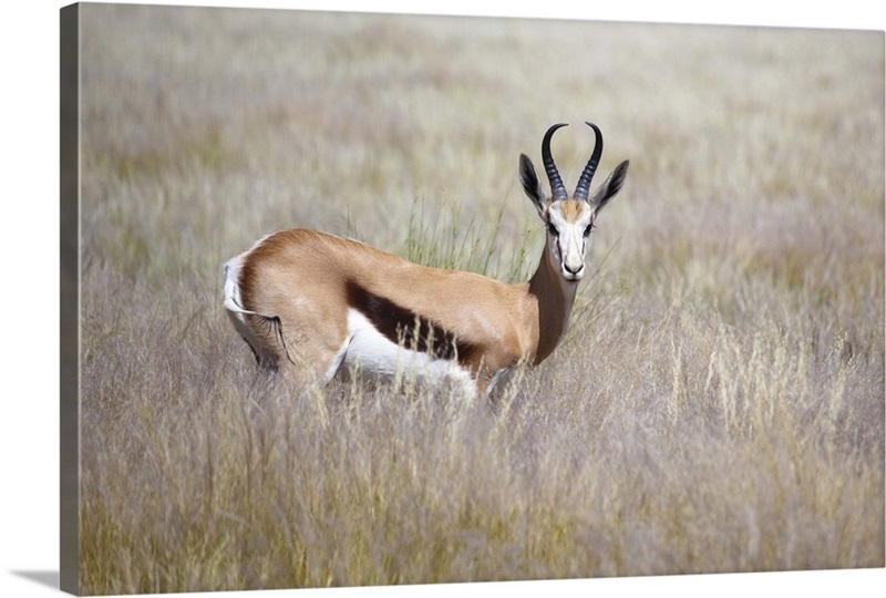 Springbok standing in grass, Namib Naukluft Park, Namibia, Africa ...
