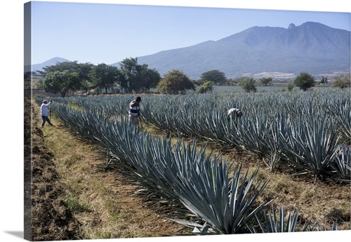 Tequila is made from the blue agave plant in the state of Jalisco ...