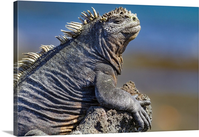 The Endemic Galapagos Marine Iguana In The Galapagos Island Archipelago ...