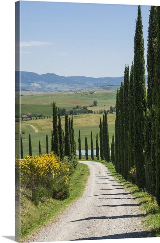 Tree lined driveway, Val d'Orcia, Tuscany, Italy | Great Big Canvas
