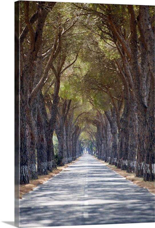 Tree-lined road, Maremma, Tuscany, Italy | Great Big Canvas